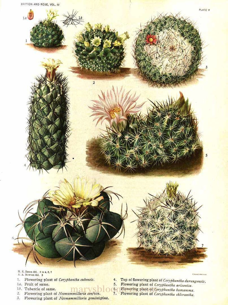 70 Vintage Botanical Illustrations of Cacti and Succulents - Derived ...