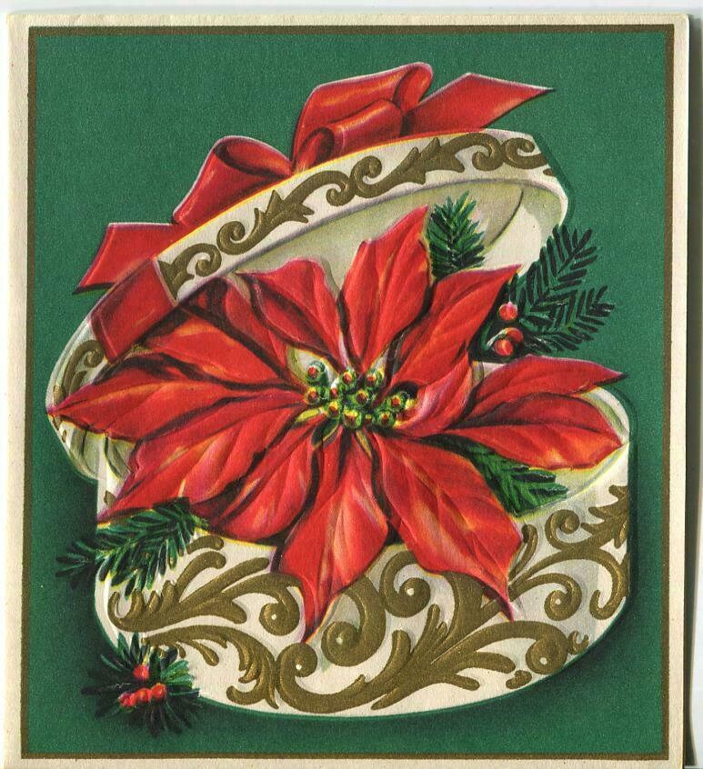 Curated Collection the Christmas Flower 100 Vintage Poinsettia ...