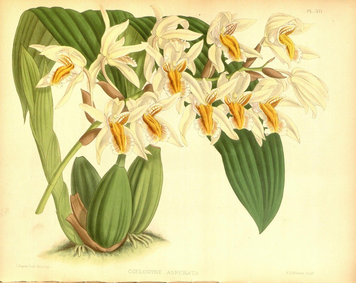 500 Orchids Collection 1 - 500 Vintage Botanical Print Orchid ...