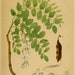 175 Vintage Botanical Illustrations - American Native Medicinal Plants ...
