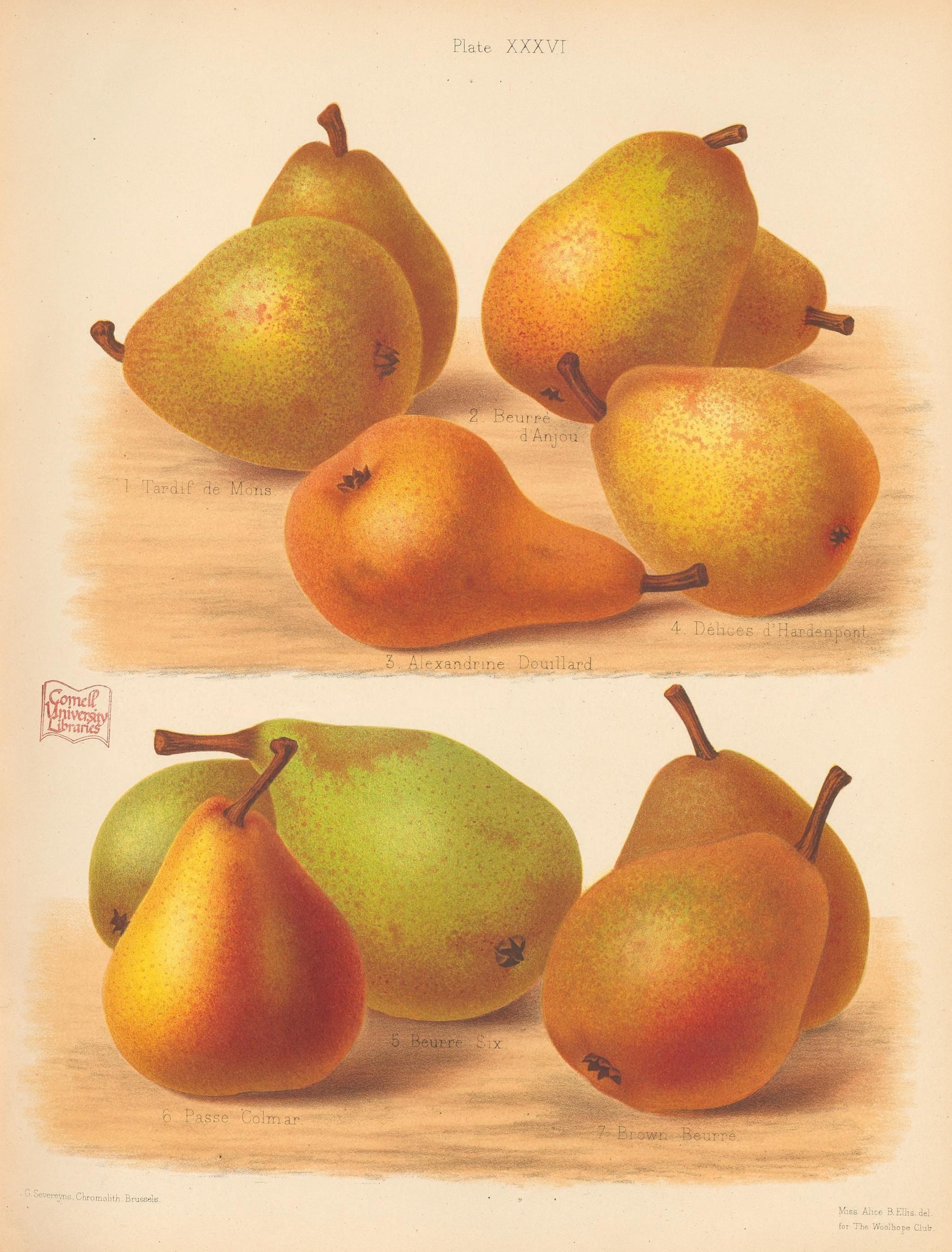 Pomology - "the Science of Fruit Growing"- Large Collection, 320 ...