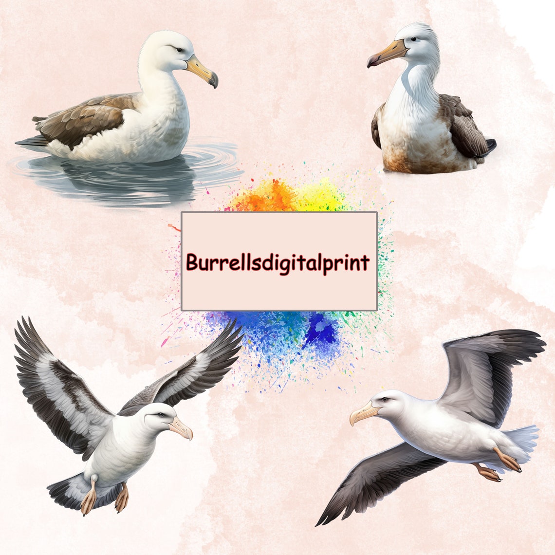 Albatross Clipart Bundle Digital Scrapbooking Elements - Etsy