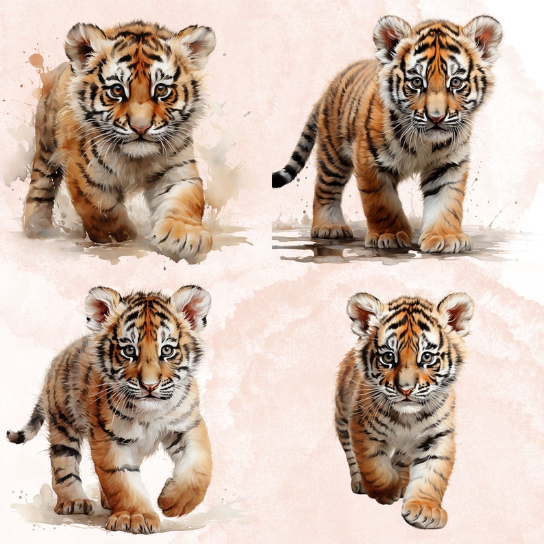 Baby Tiger Clipart Bundle, Clipart for Commercial Use, Transparent Pngs ...