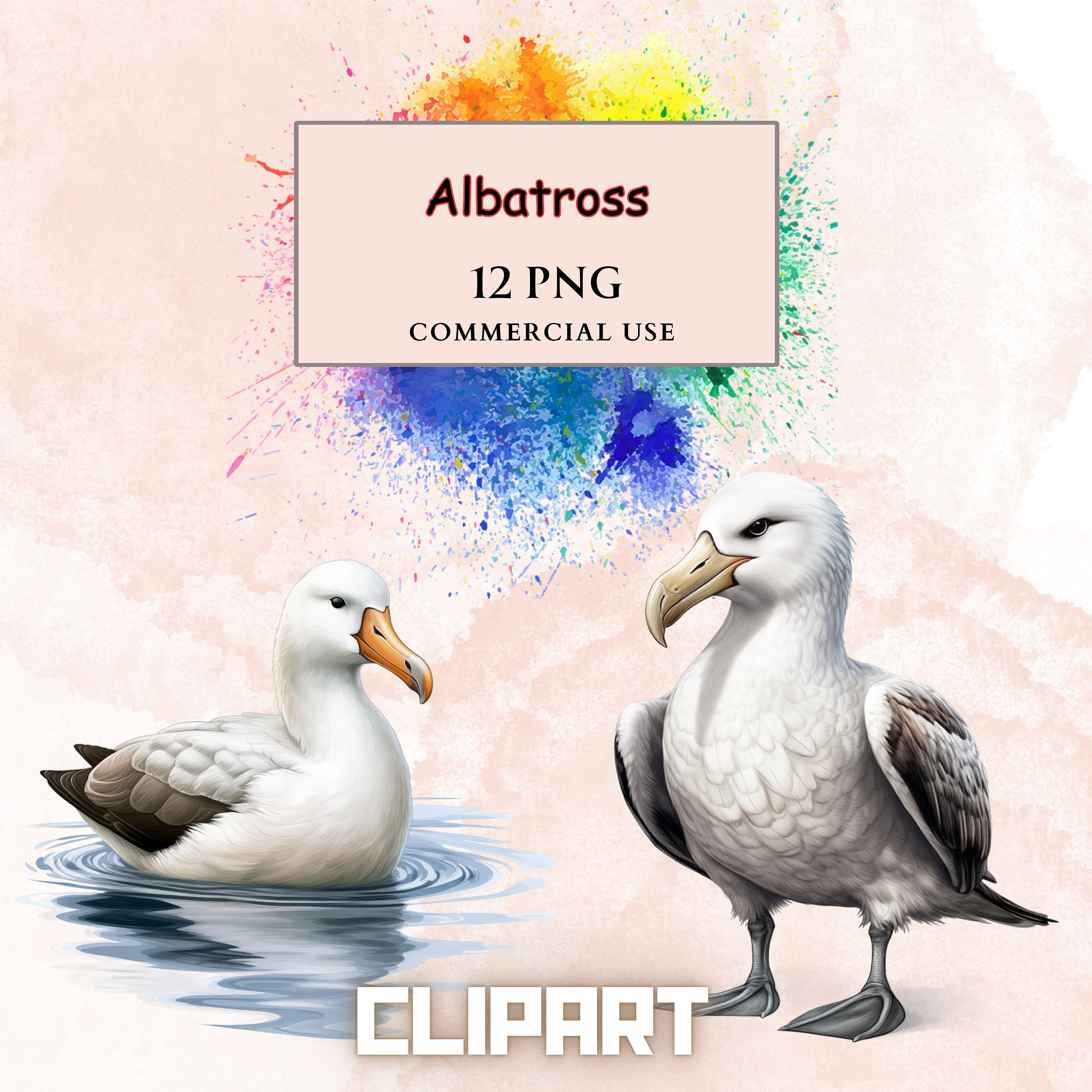 Albatross Clipart Bundle Digital Scrapbooking Elements - Etsy