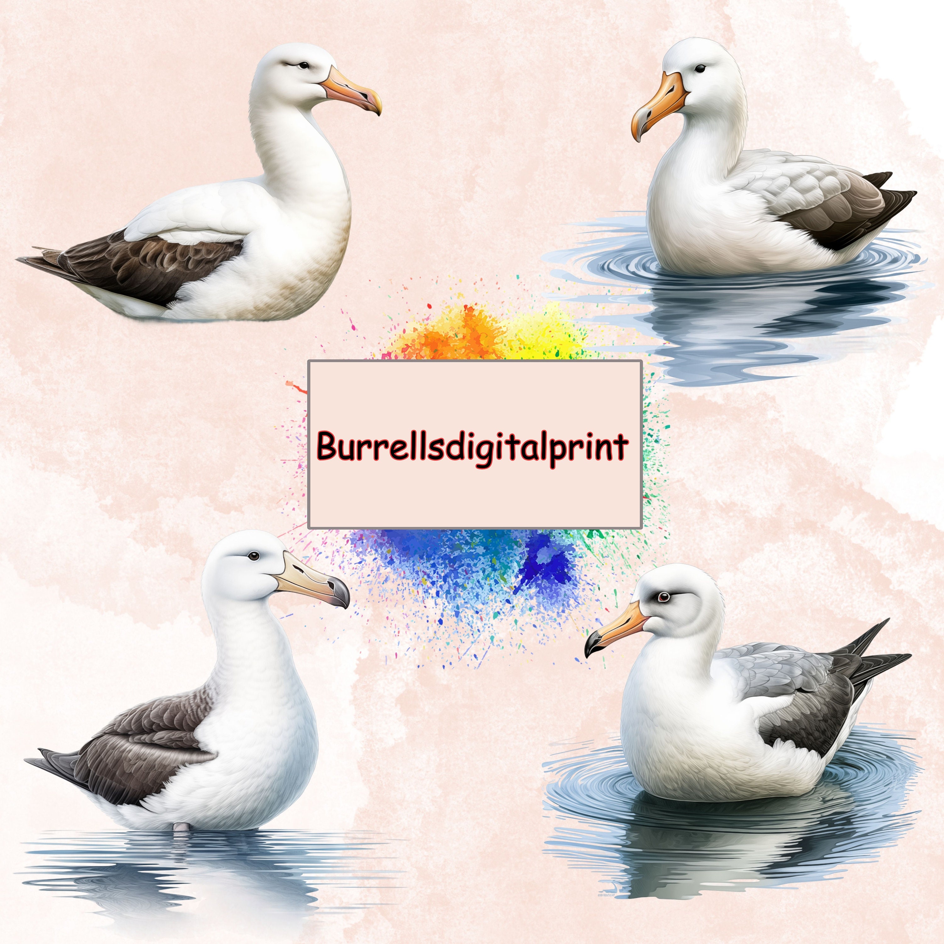 Albatross Clipart Bundle Digital Scrapbooking Elements - Etsy