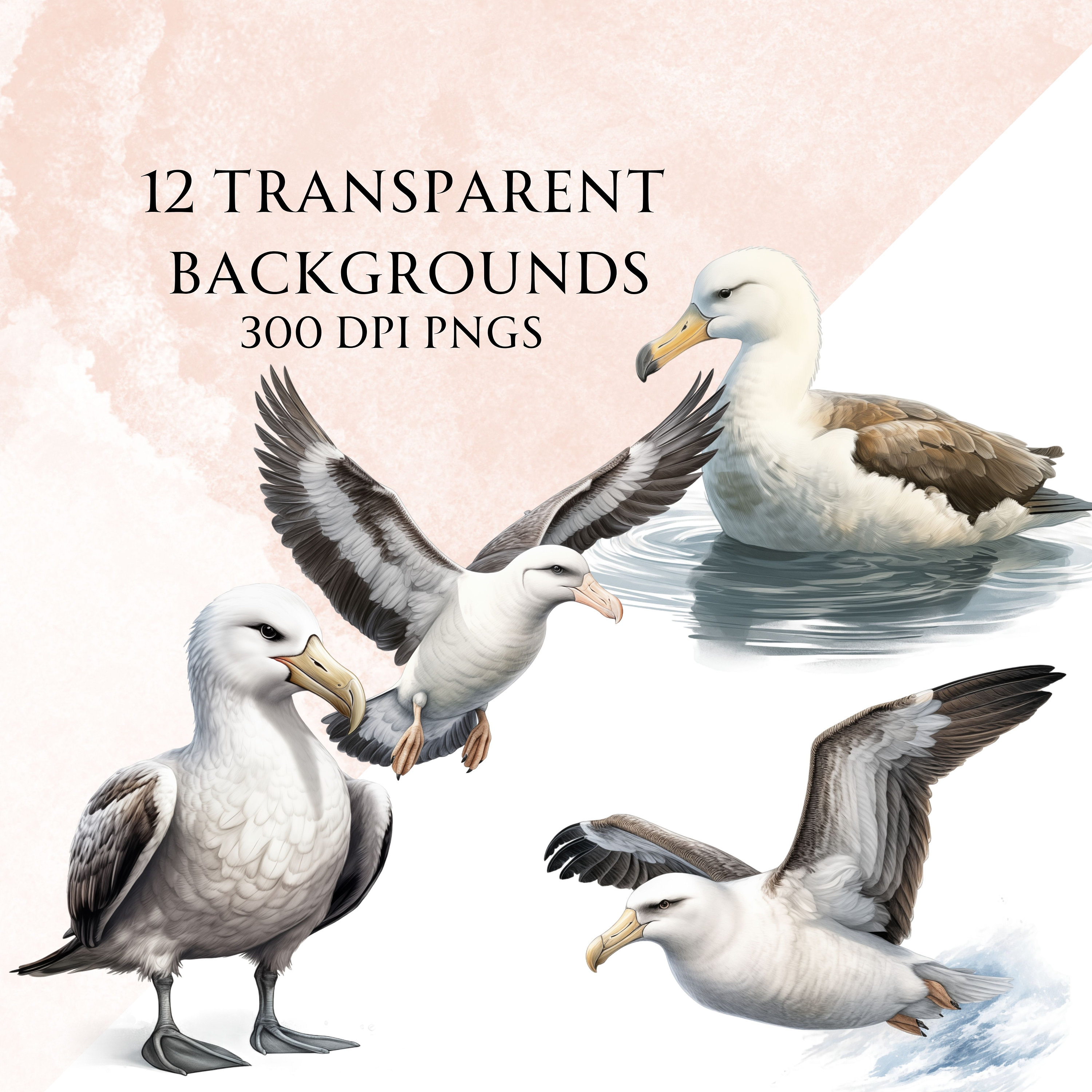 Albatross Clipart Bundle Digital Scrapbooking Elements - Etsy