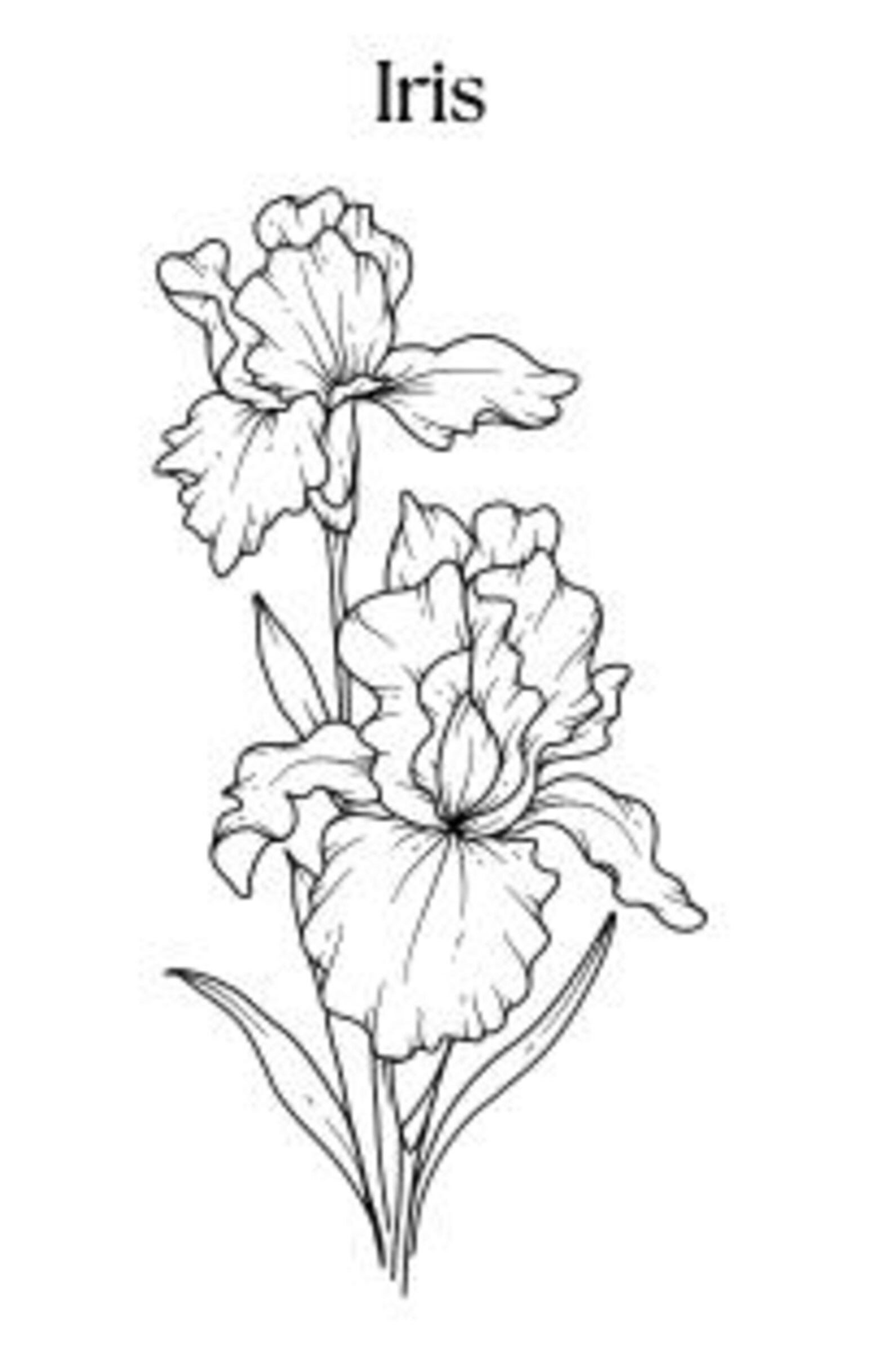 Flowers - an A-Z Coloring Book for All Ages - Etsy