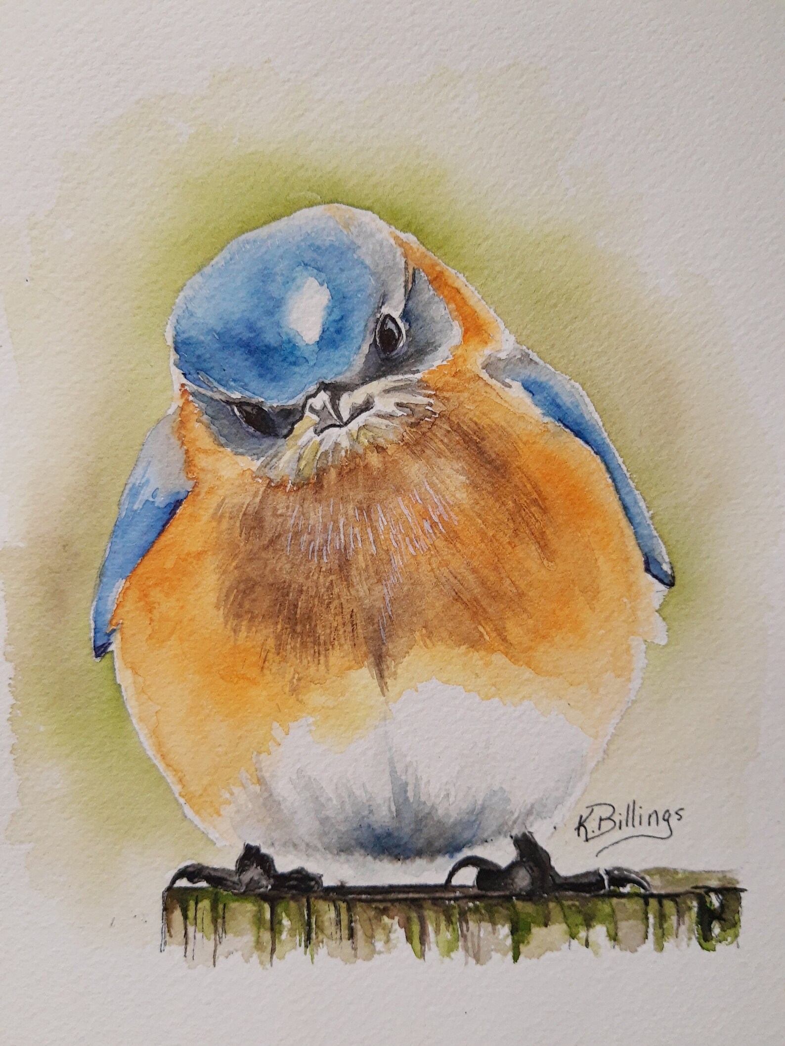 Fat Little Bluebird - Etsy