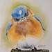 Fat Little Bluebird - Etsy