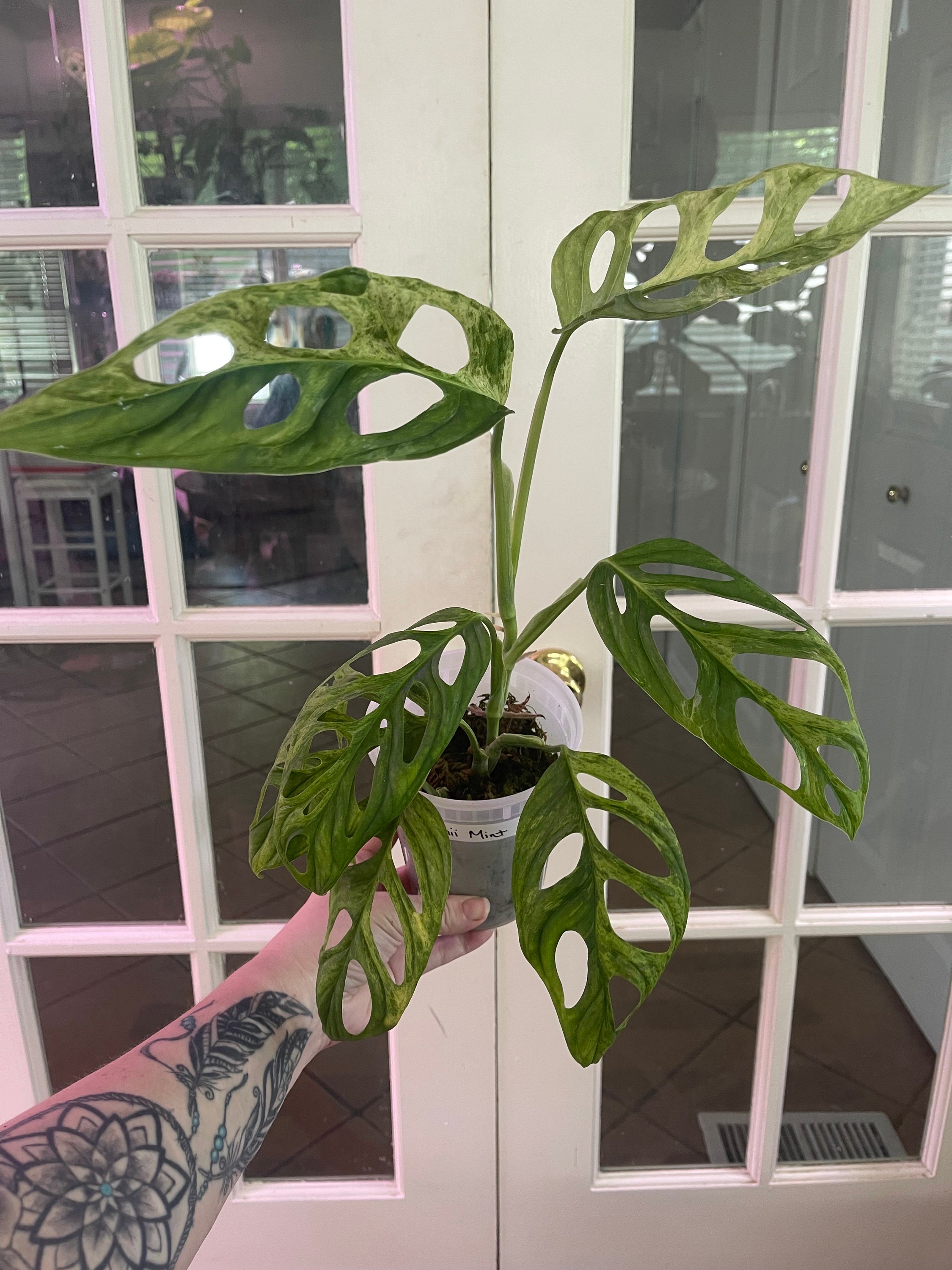 Monstera Adonsanii Mint exact Plant Pictured Updated Pics 5/24/24 - Etsy