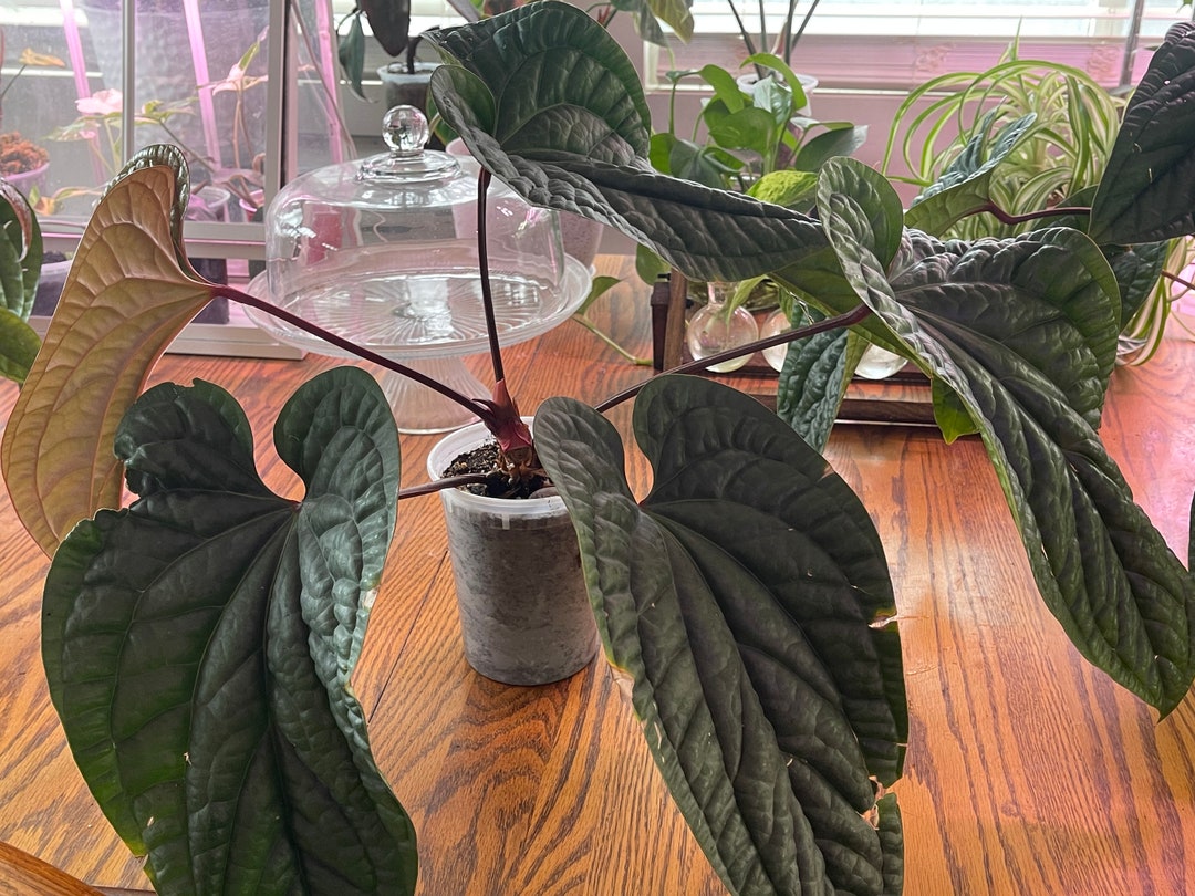 Anthurium Radicans X Luxurians exant Plant Pictured - Etsy