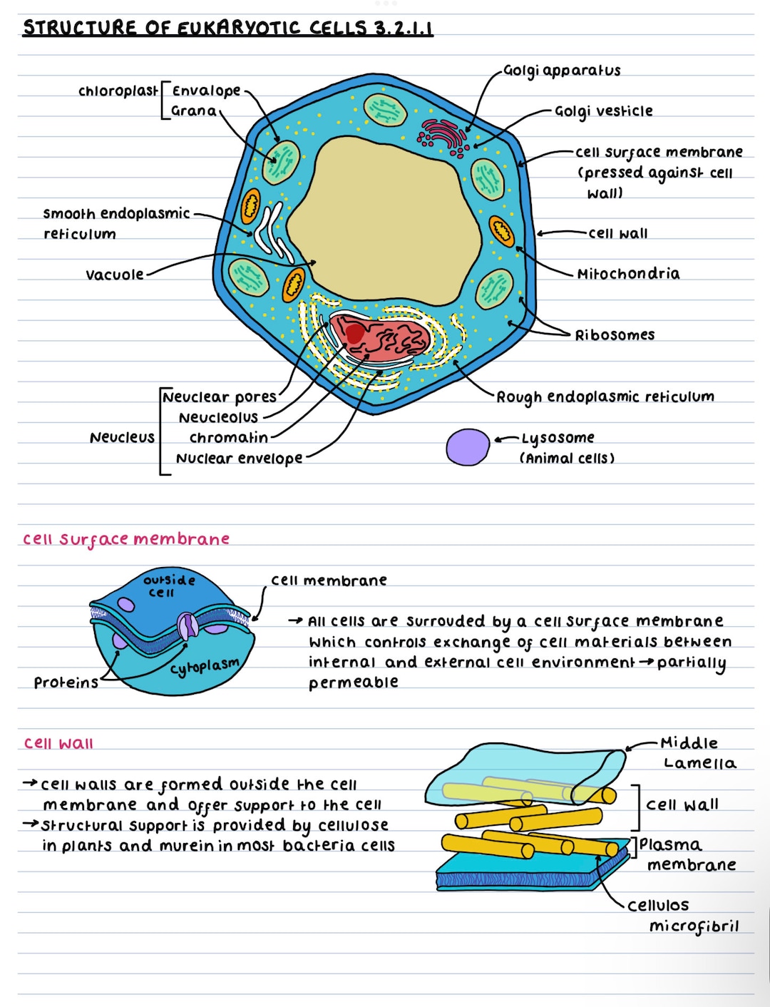A-level AQA Biology Cells - Etsy