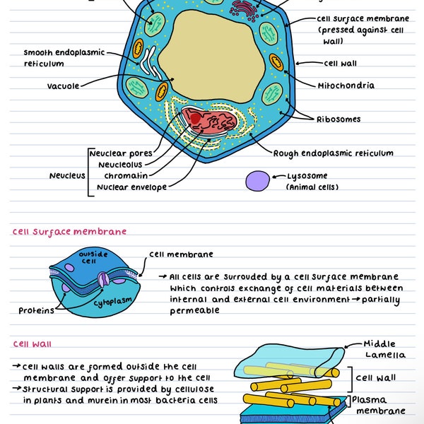 Cellular Structure - Etsy