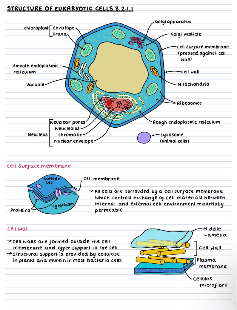 A-level AQA Biology Cells - Etsy