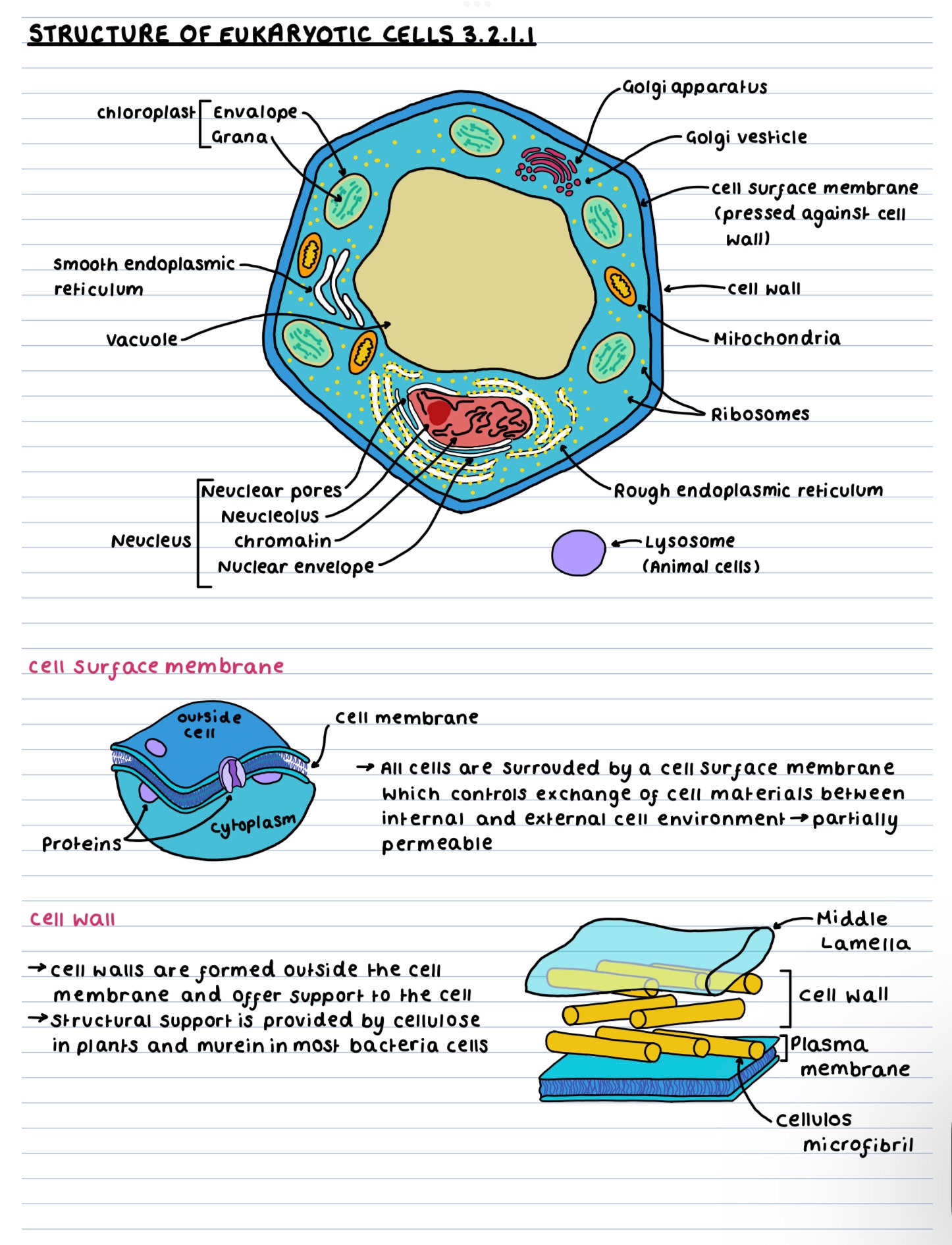 A-level AQA Biology Cells - Etsy