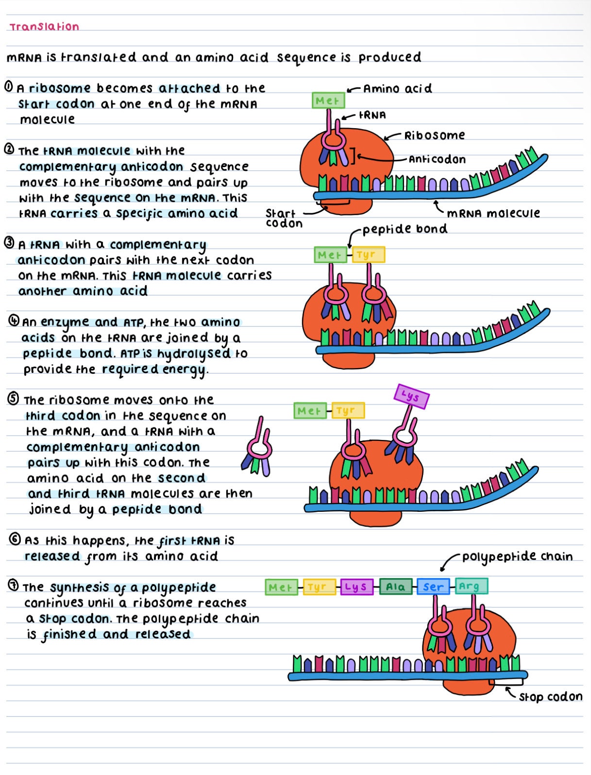 A-level AQA Biology Genetic Information, Variation and Relationships ...