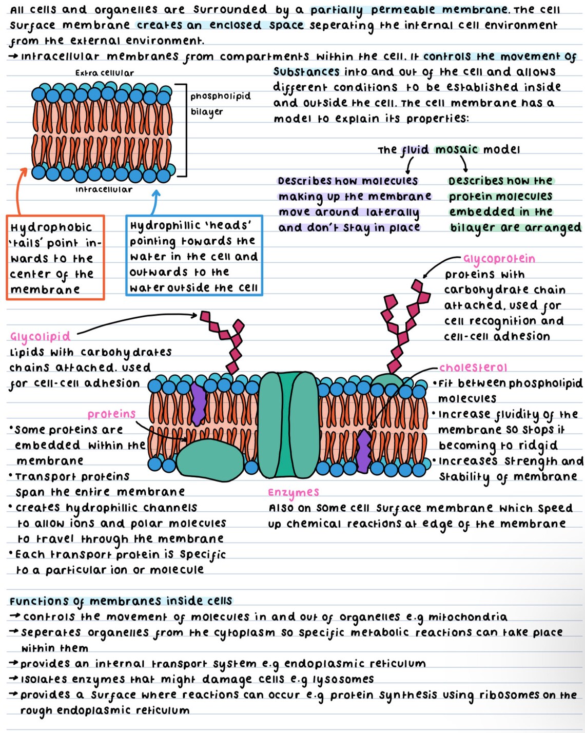 A-level AQA Biology Cells - Etsy
