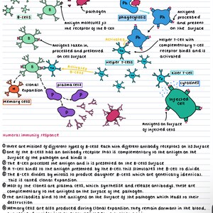 A-level AQA Biology Cells - Etsy