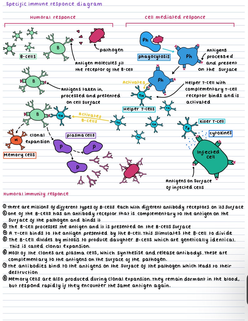 A-level AQA Biology Cells - Etsy