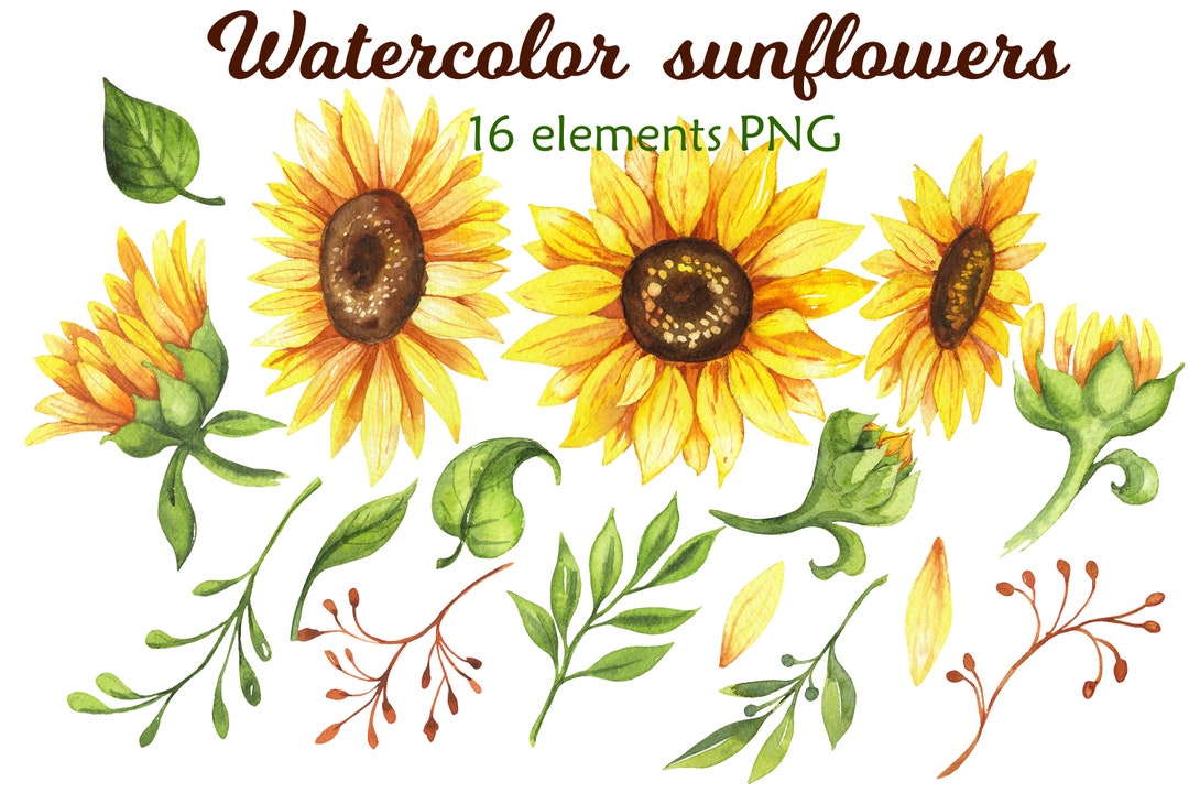 Sunflower Set Watercolor Clipart Sunflower PNG Floral - Etsy Hong Kong