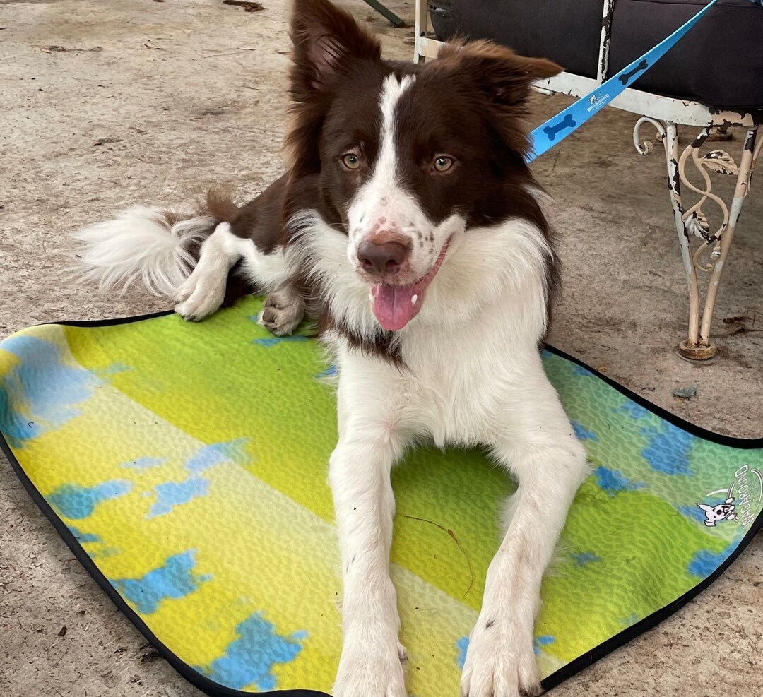 Mahi- Dog Travel Mat-settle Mat- Service Dog- Dog Training Mat - Etsy