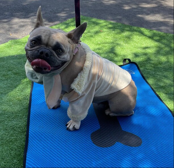 Blue Carbon Fiber Dog Travel Mat – Service Dog Training Settle Pad - Etsy