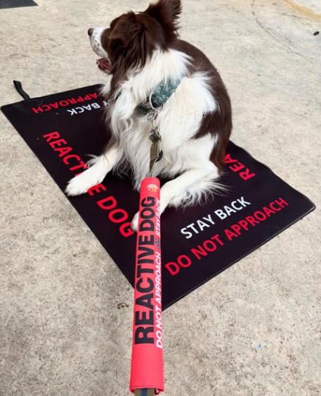 Reactive Dog- Dog Travel Mat-settle Mat- Dog Training Mat - Etsy