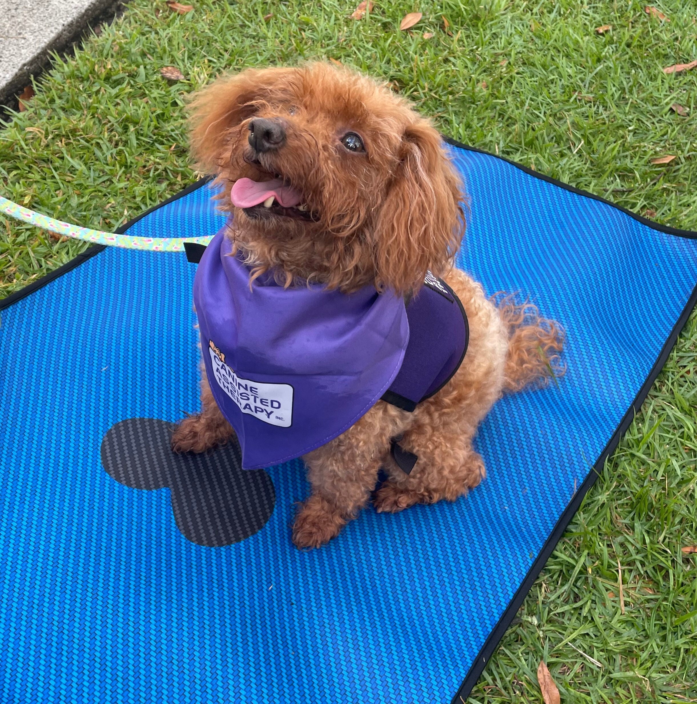 Blue Carbon Fiber Dog Travel Mat – Service Dog Training Settle Pad - Etsy