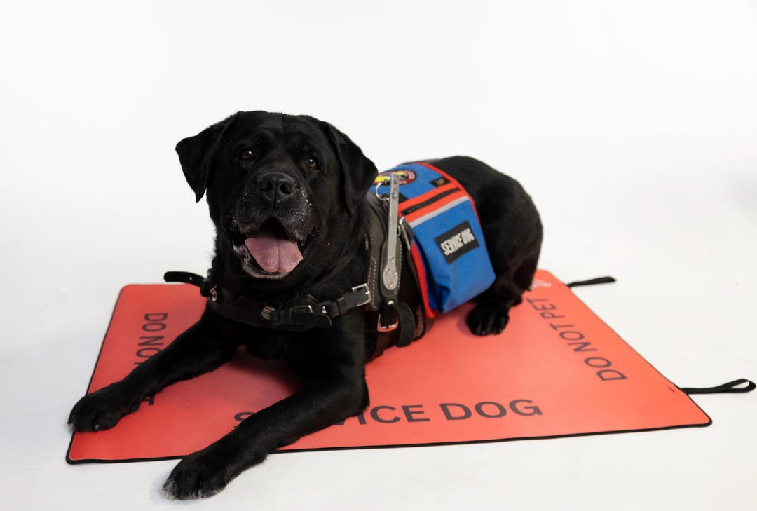 Service Dog/ Working Dog Travel Mat- Service Dog Travel Mat- Dog Travel ...