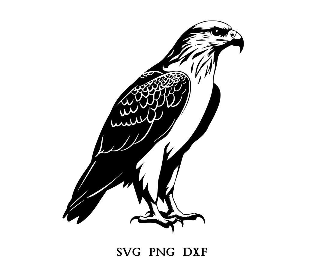 Hawk Svg, Hawk Clipart, Hawk Png, Hawk Head, Hawk Cut Files for Cricut ...