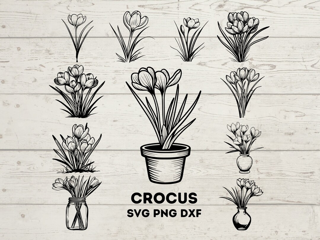 Crocus Svg, Crocus Png, Crocus Clipart, Flower Svg, Flower Png - Etsy