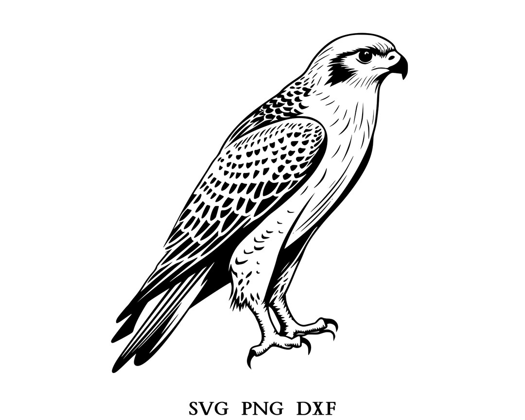 Falcon Svg, Falcon Clipart, Falcon Png, Falcon Design, Falcon Cut Files ...