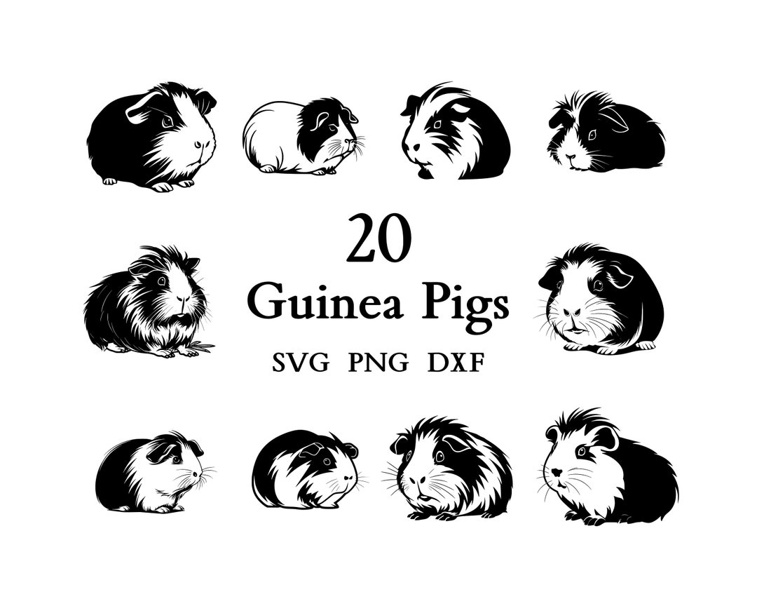Guinea Pig Svg, Guinea Pig Bundle, Guinea Pig Clipart, Guinea Pig Png ...