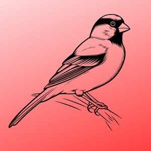 Finch Svg, Finch Clipart, Finch Png, Finch Head, Finch Cut Files for ...