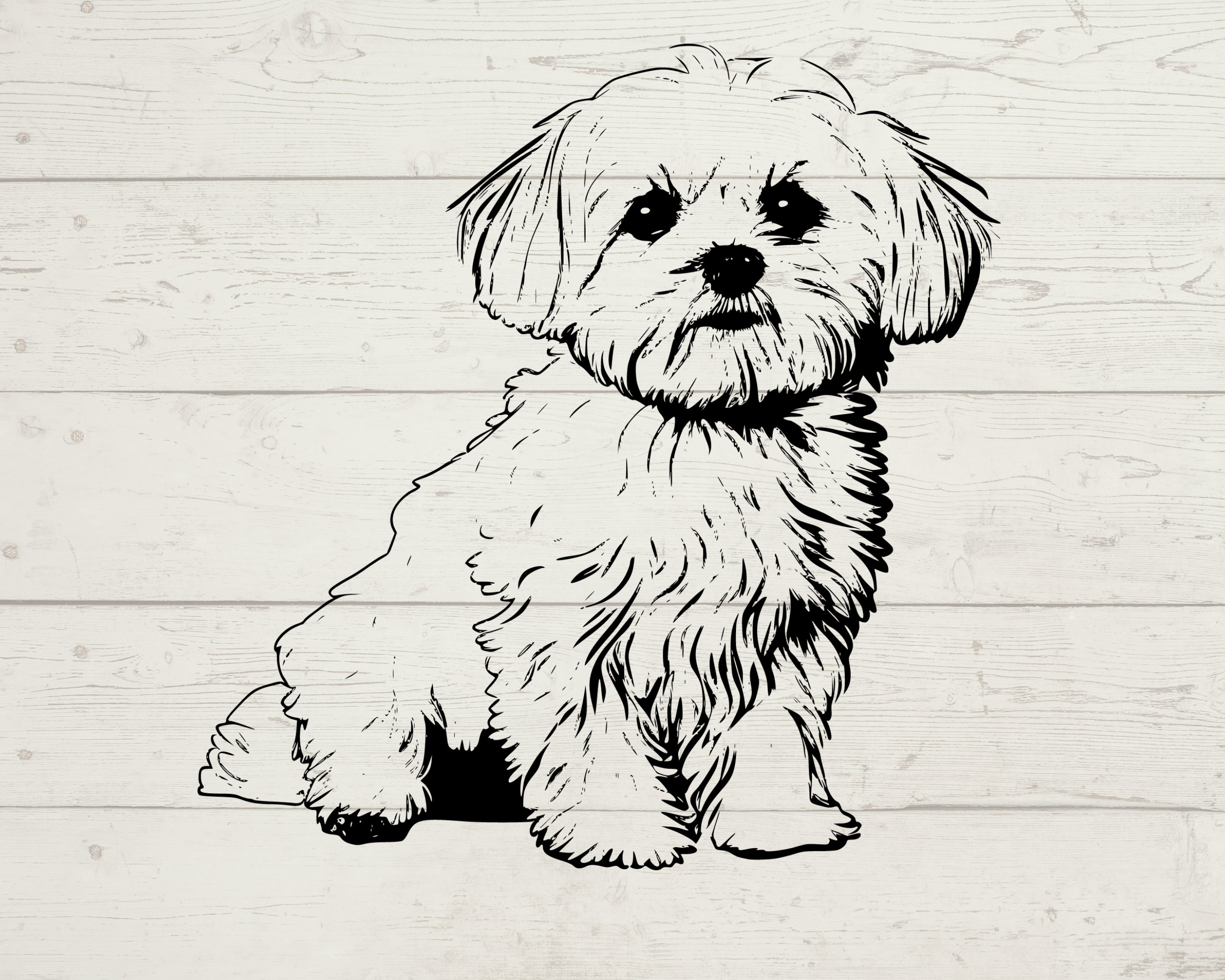 Maltese Svg Maltese Clipart Maltese Png Maltese Head - Etsy Australia