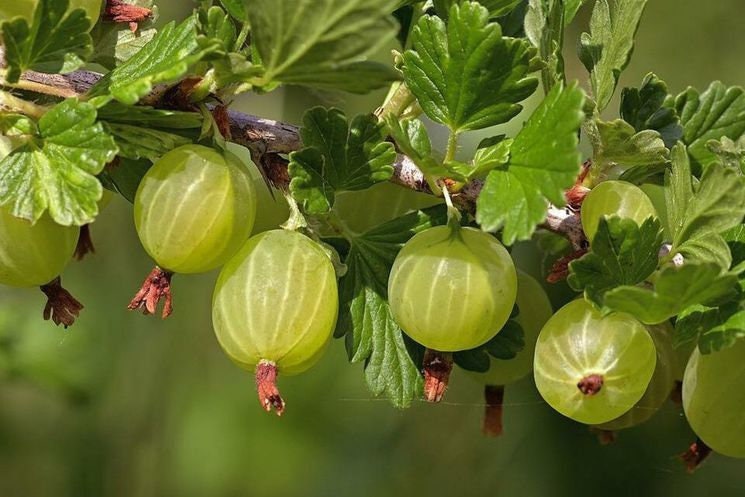 Dried Gooseberry - Superior Quality Super Food & Dried Natural Sweet ...