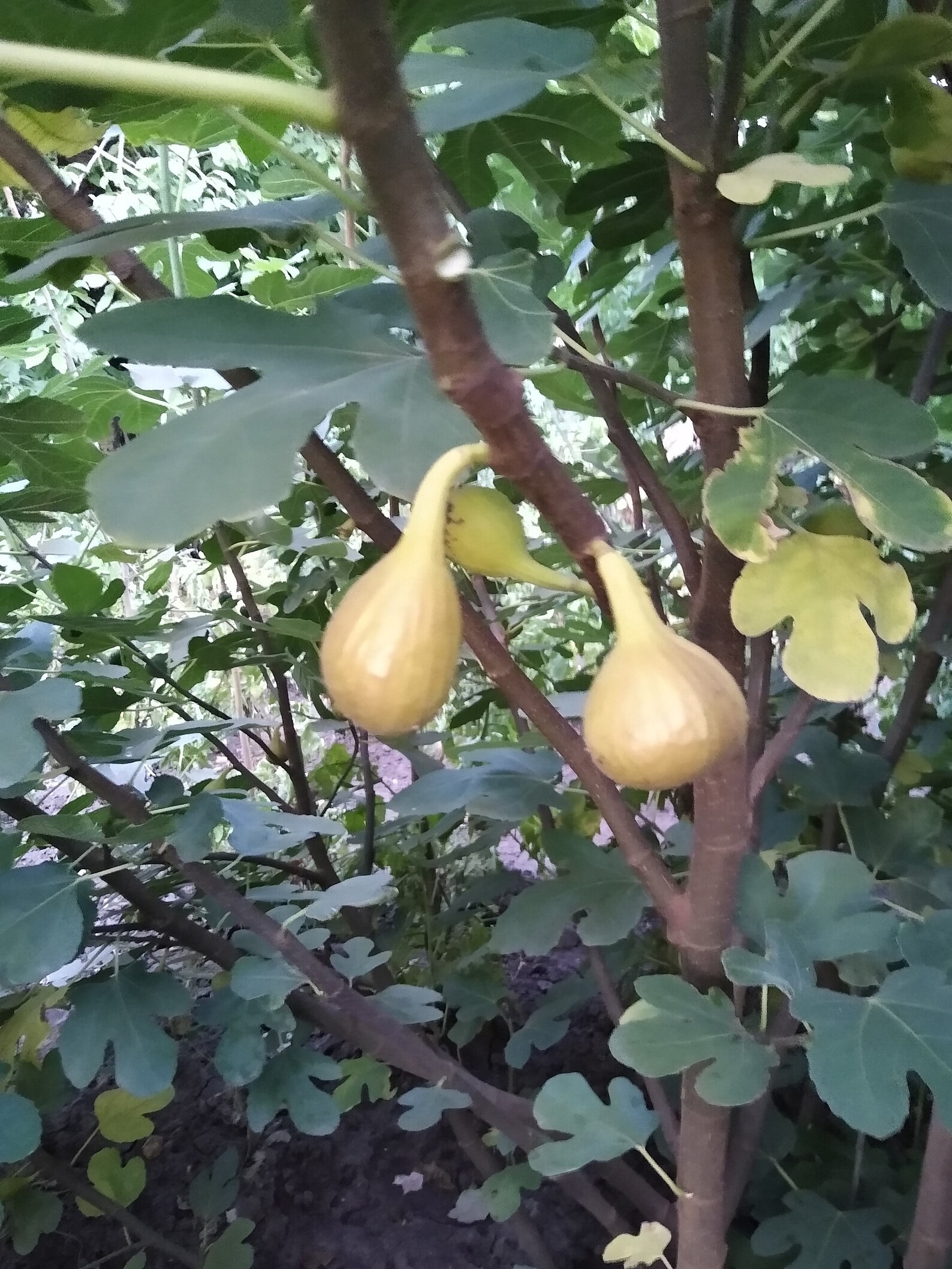 Dried Fig Chips, Natural Pure Dried Fig Chips, Organic Dried Figs ...