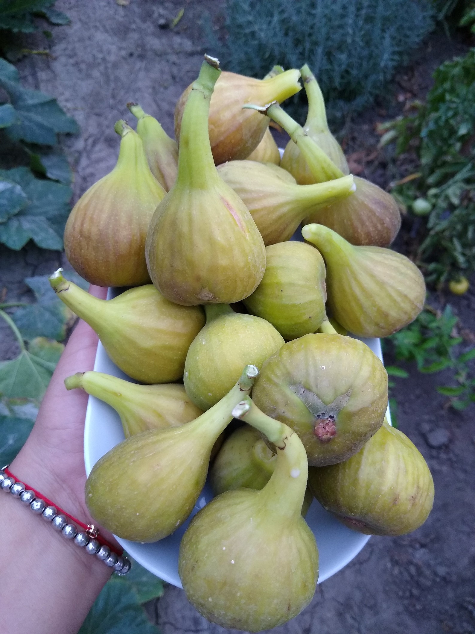 Dried Fig Chips, Natural Pure Dried Fig Chips, Organic Dried Figs ...