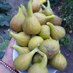 Dried Fig Chips, Natural Pure Dried Fig Chips, Organic Dried Figs ...