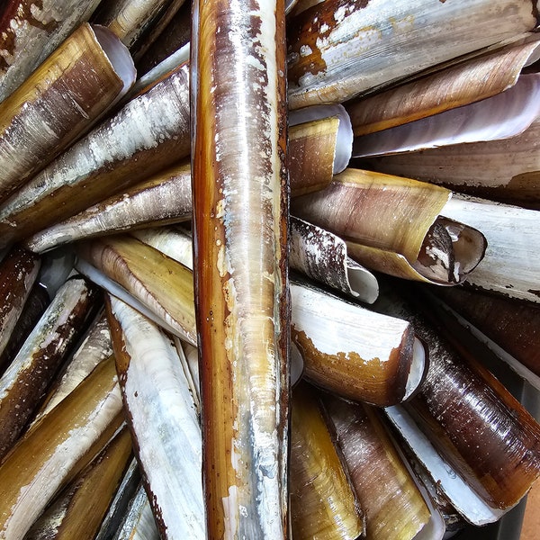 Shell Mirror - Etsy UK