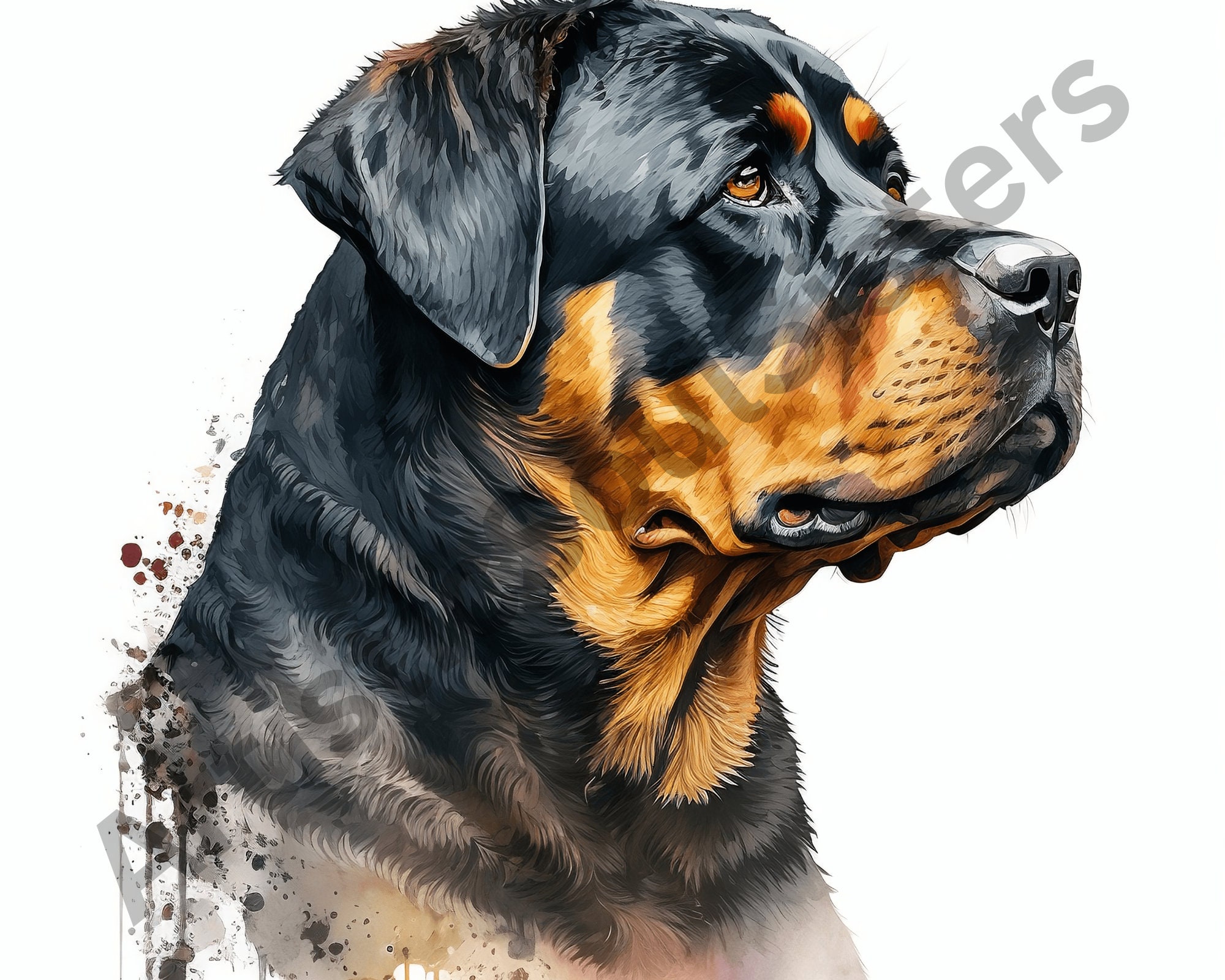 Watercolor Rottweiler Bundle - 4 High Quality Digital Paintings -300 ...