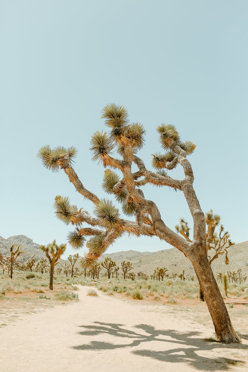 Joshua Tree National Park Digital Wall Art, Joshua Tree Nursery Decor ...