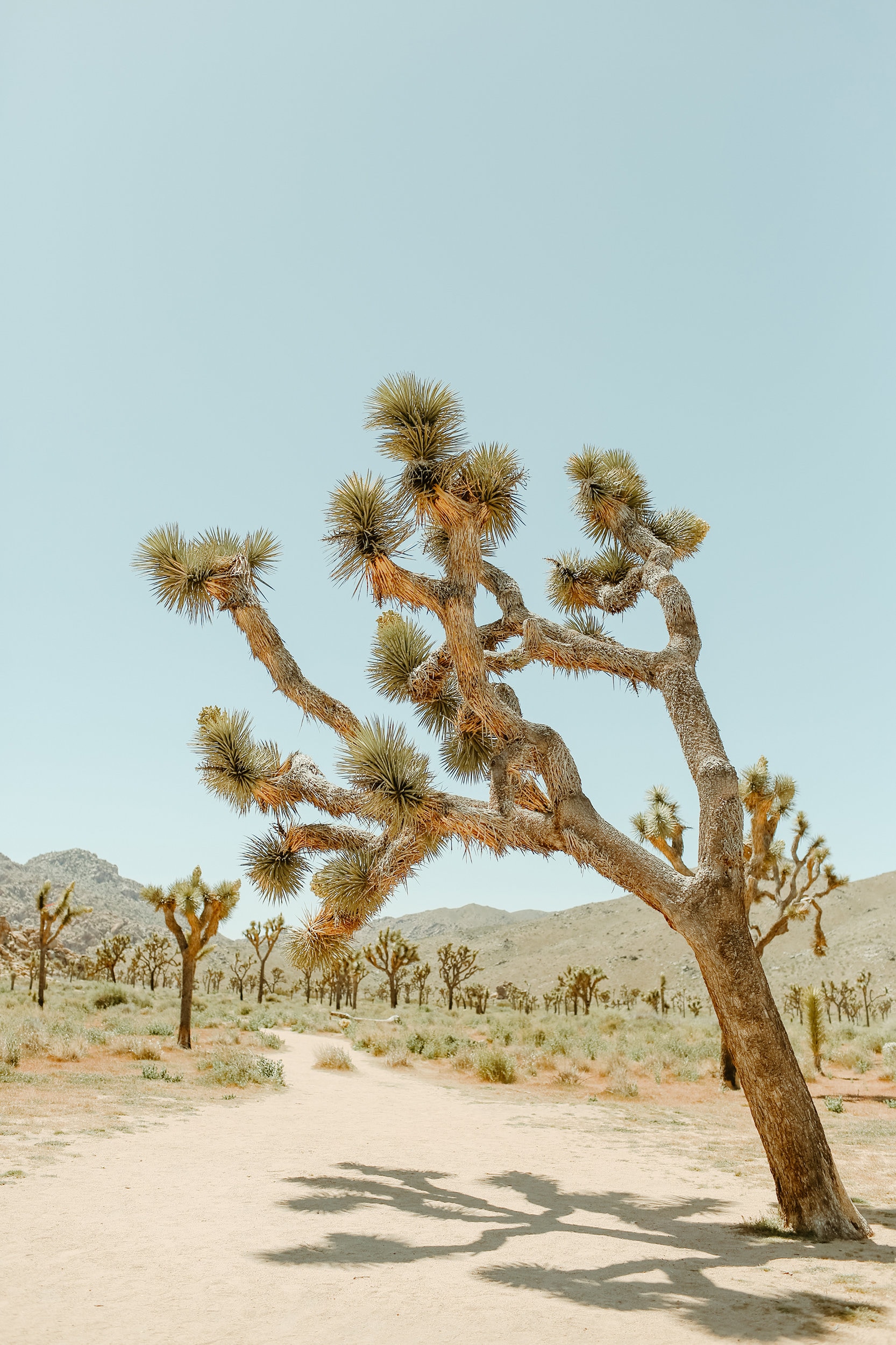 Joshua Tree National Park Digital Wall Art, Joshua Tree Nursery Decor ...