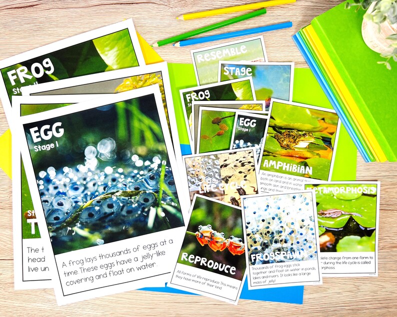 Frog Life Cycle Lesson Sequencing Vocabulary Posters Craft Cut and ...