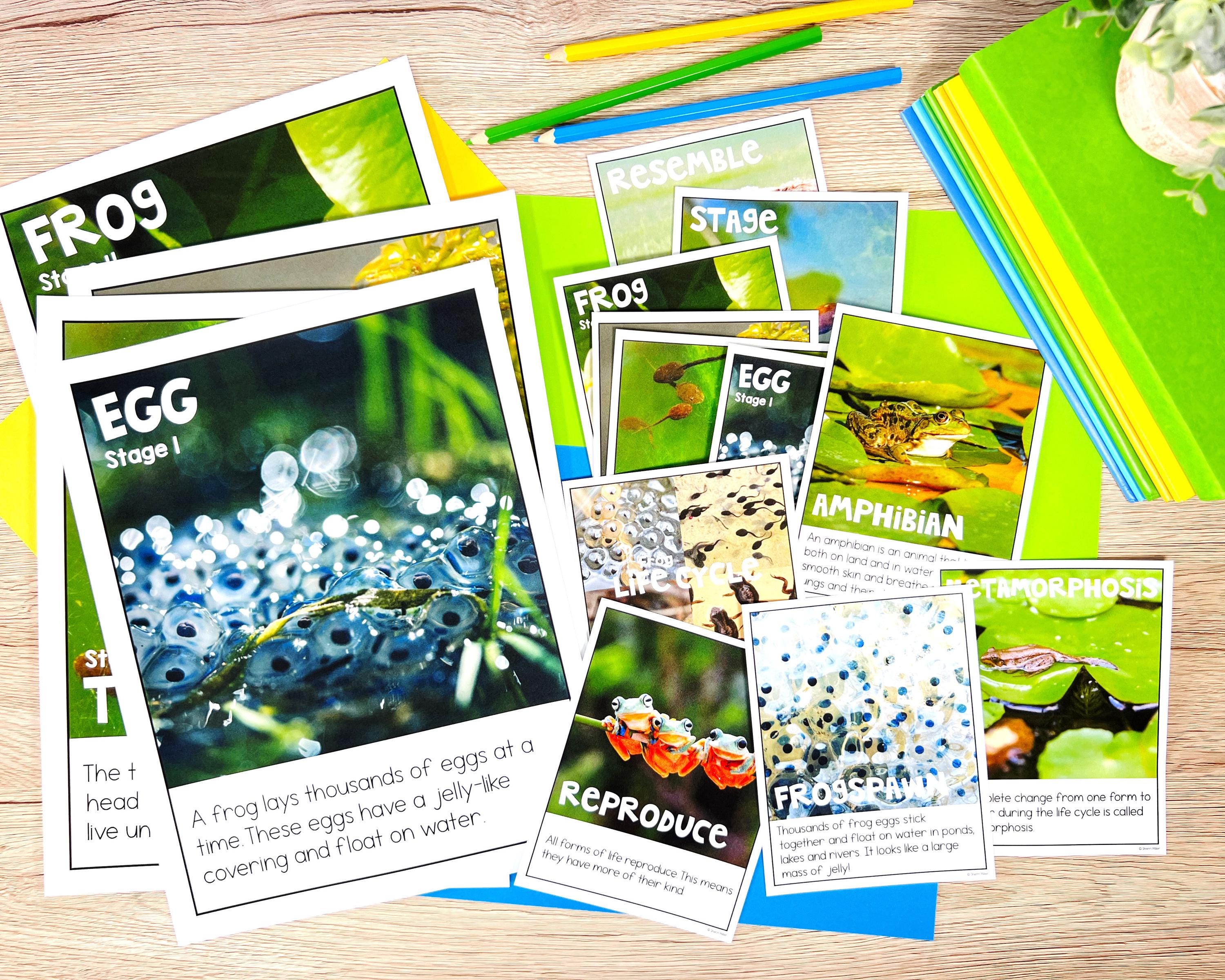 Frog Life Cycle Lesson Sequencing Vocabulary Posters Craft Cut and ...