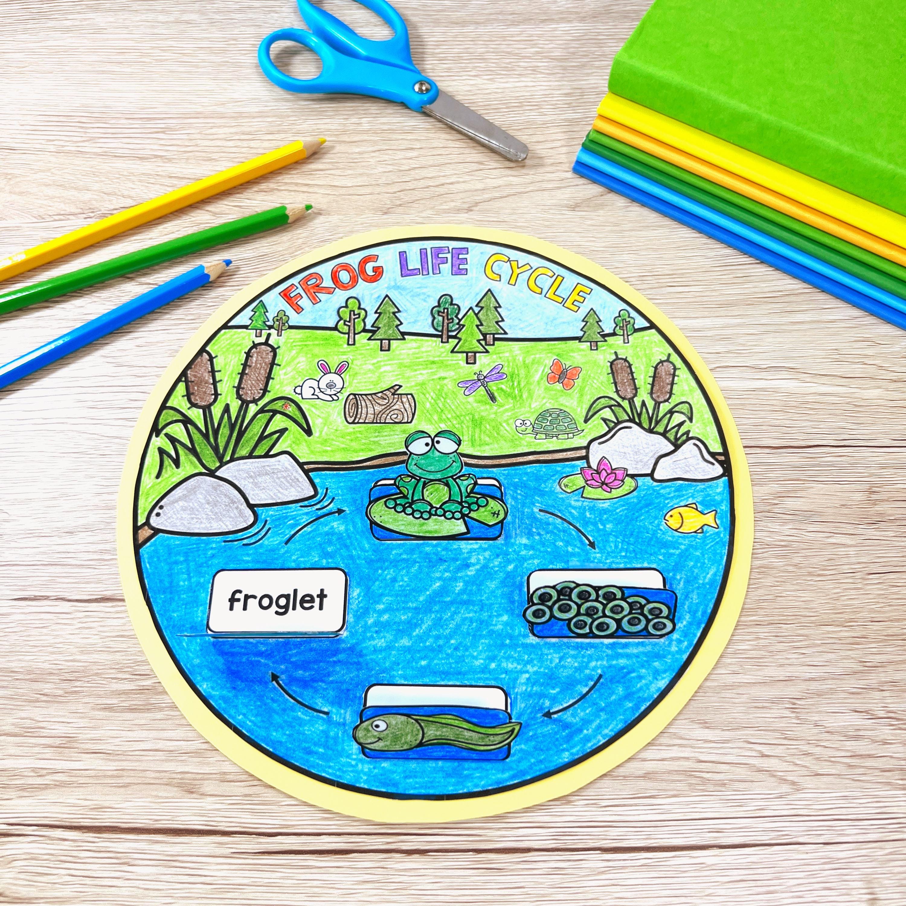 Frog Life Cycle Craft, Frog Coloring Pages Craft, 2nd Grade and 3rd ...