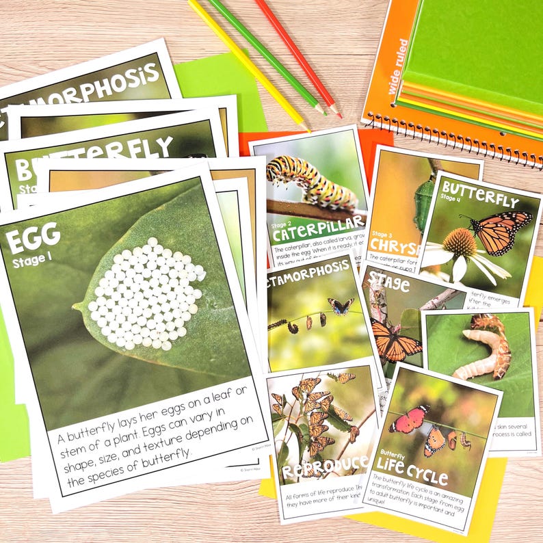 Butterfly Life Cycle Lesson Sequencing Vocabulary Posters Craft Cut and ...