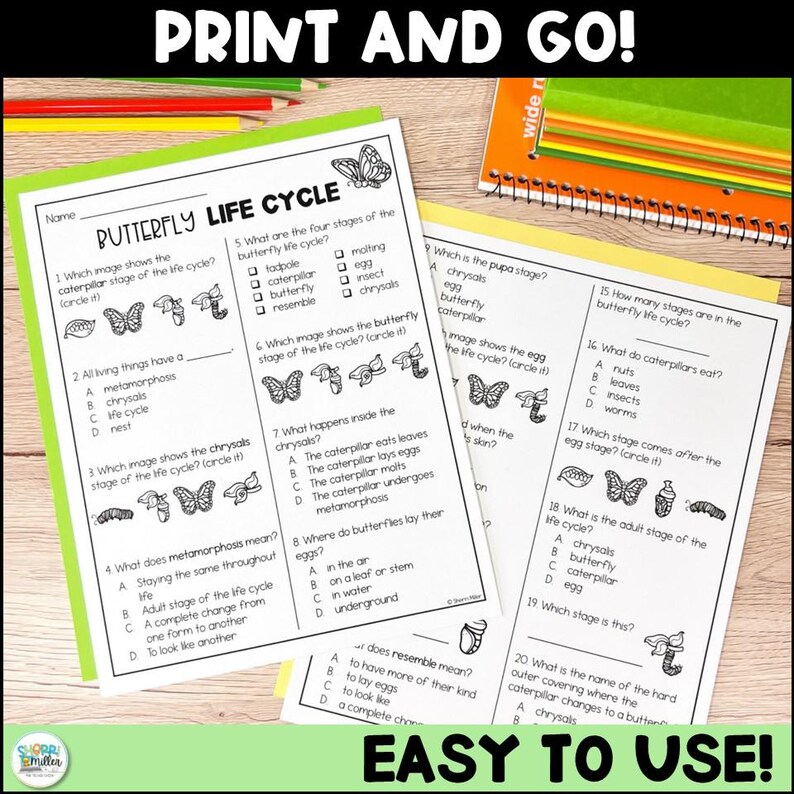 Life Cycle of a Butterfly Test, Vocabulary and Stages, 2nd & 3rd Grade ...