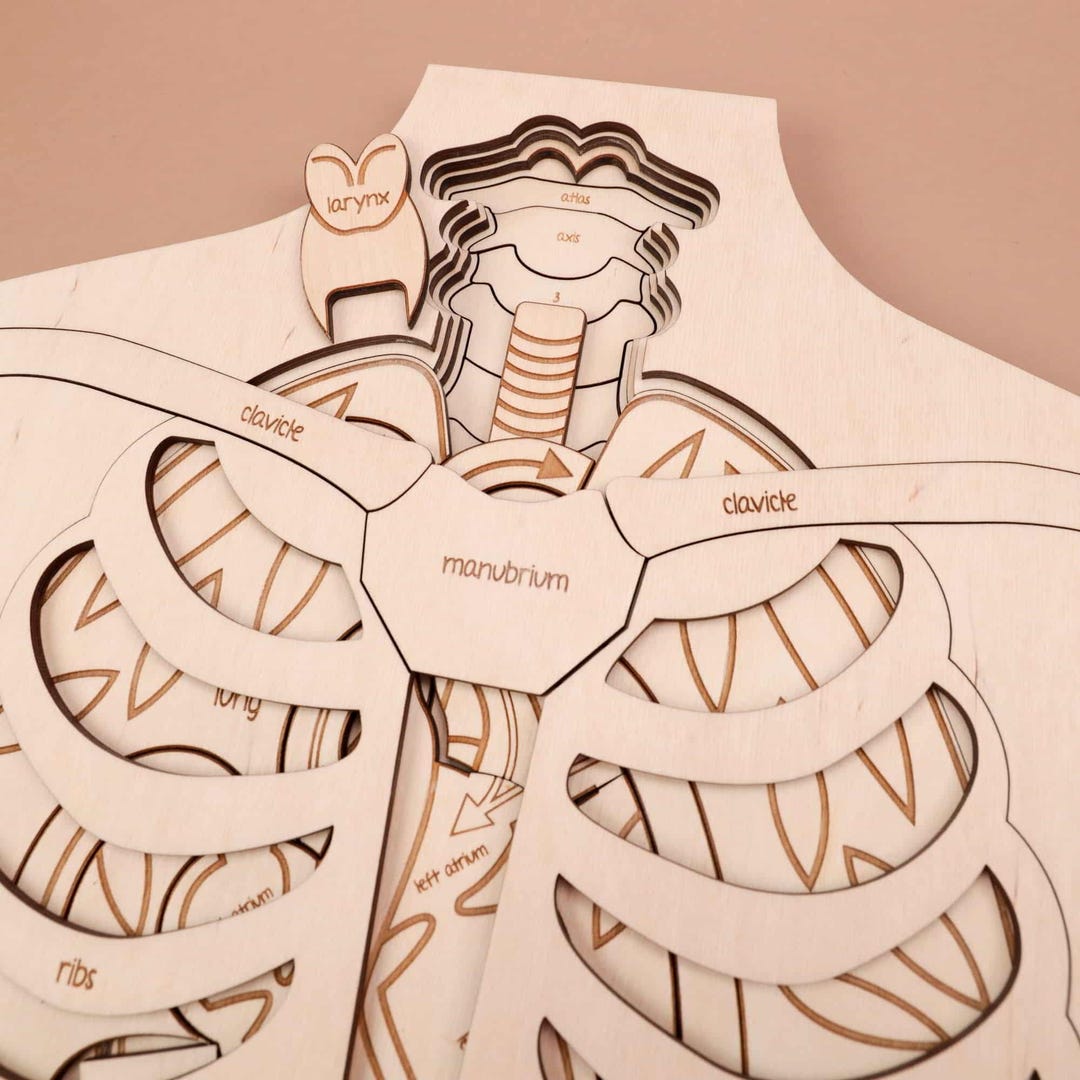 Human Body Organs Educational Model Kit Digital File - Etsy