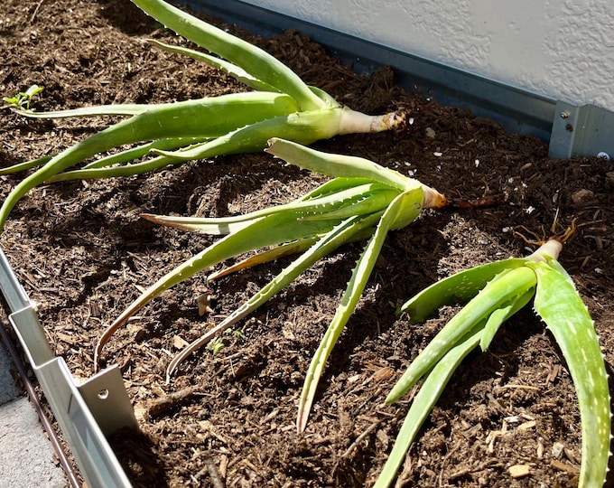 Aloe Vera Barbadensis Miller Medicinal Natural Healing Plant Edible ...